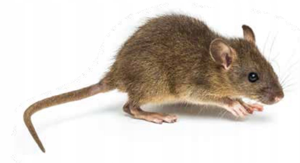 BASF ⋆ Storm Ultra ⋆ Stabilna skuteczna trutka na myszy i szczury